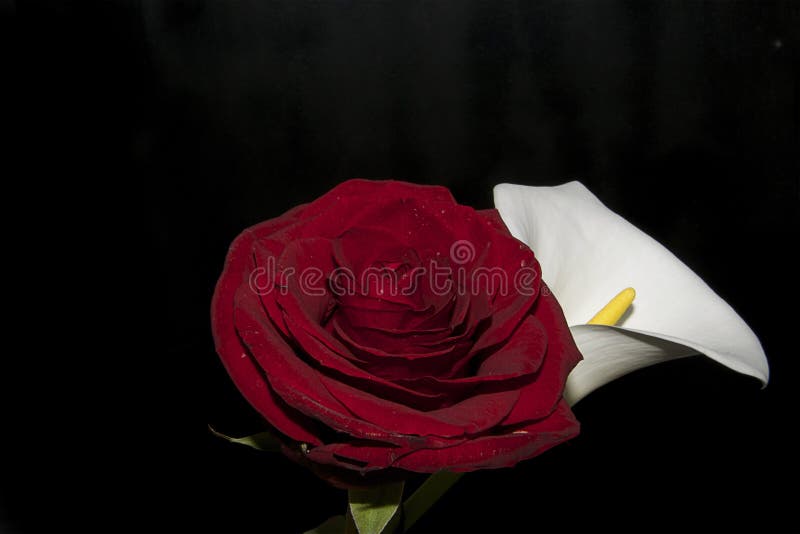Rose And Calla On A White Background Stock Image - Image of calla ...