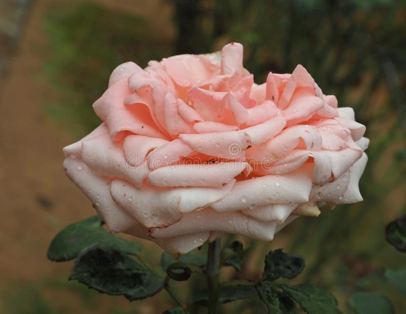 Rose Cameron Highland stock image. Image of plant, shrub - 219944785
