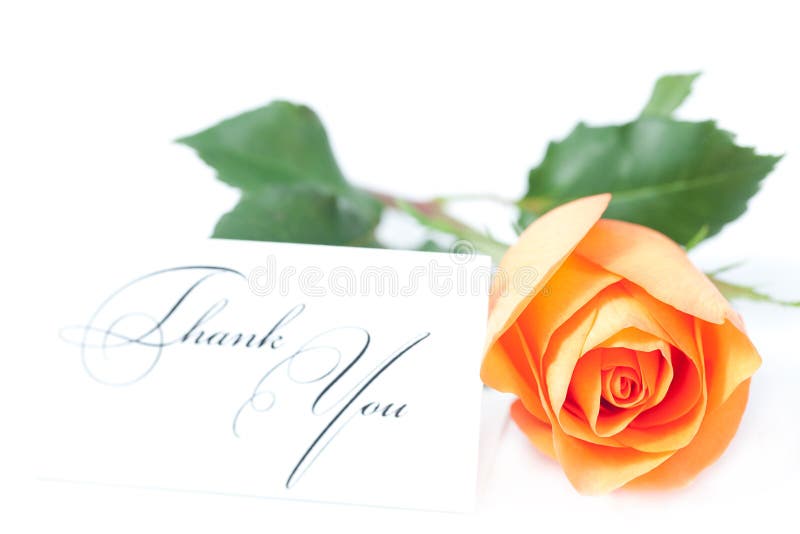 Rose and a Card Thank You Isolated on Stock Photo - Image of message ...