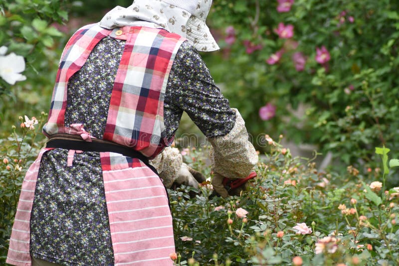 Rose Care Work in the Botanical Garden. Stock Photo - Image of leisure ...