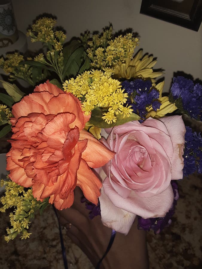 Rose and carnation stock image. Image of salmon, carnation - 154038903