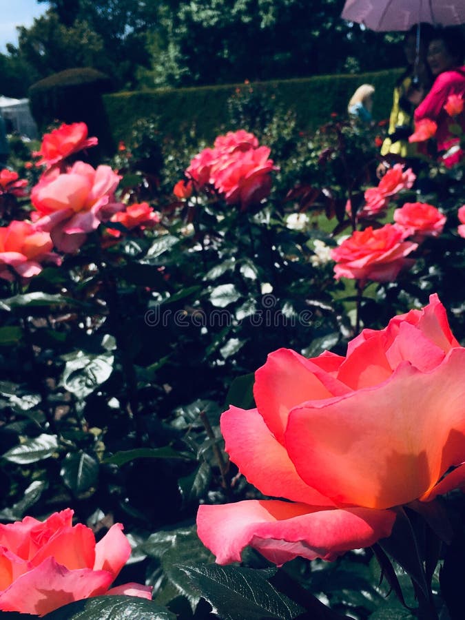 Rose Cascade stock photo. Image of rose, bushes, roses - 168118414