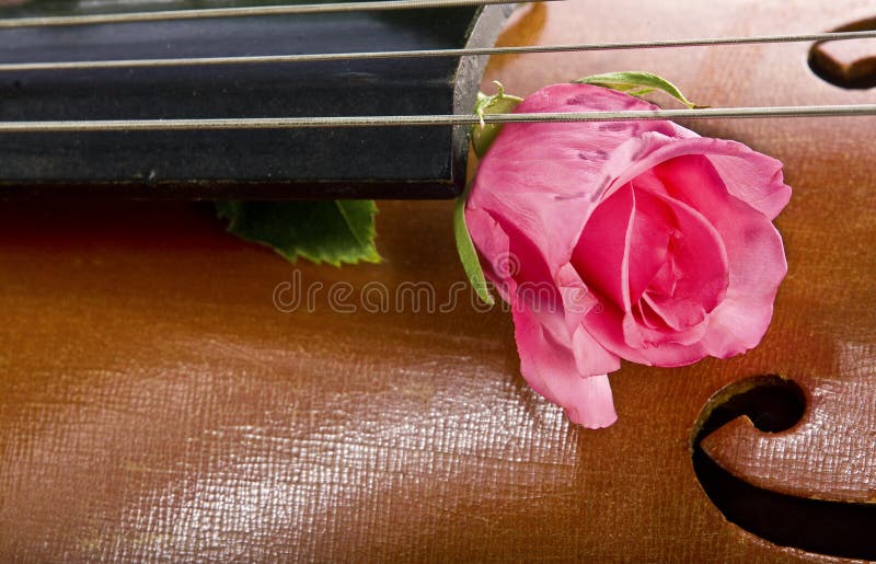 Red rose on cello stock photo. Image of string, musician - 17003438