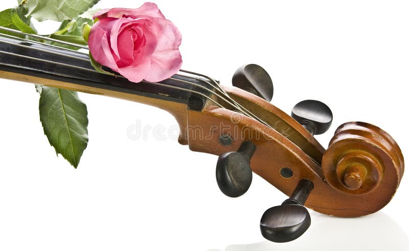 Rose on cello isolated stock image. Image of musical - 16802861