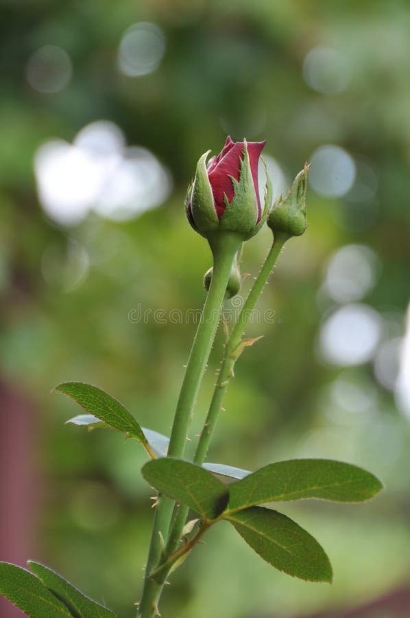 Rose stock photo. Image of rosebud, leaf, thorns, center - 48328176