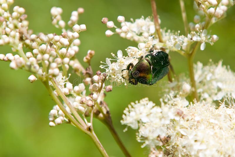 Rose Chafer Larva. Close Up of the Insect Stock Photo - Image of white ...