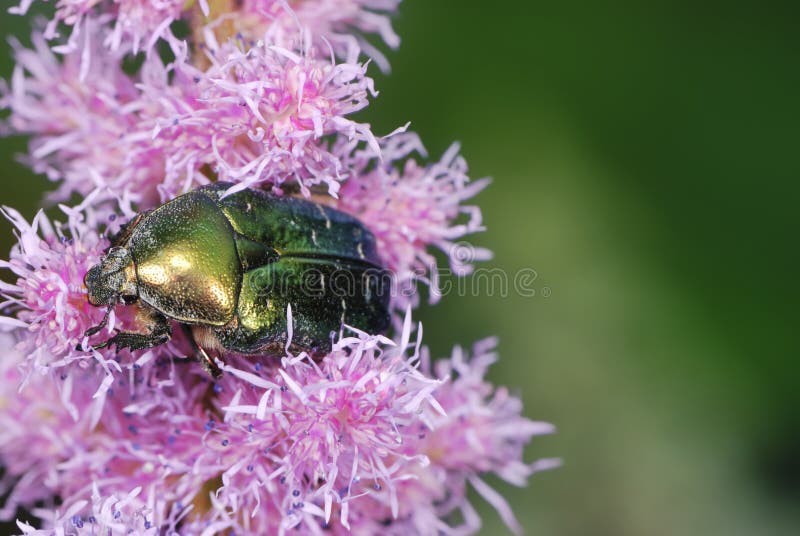 Rose chafer stock image. Image of insect, animal, gold - 12574019