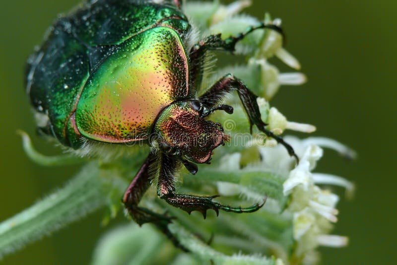 Rose Chafer Photographed Close-up Stock Photo - Image of forestry ...