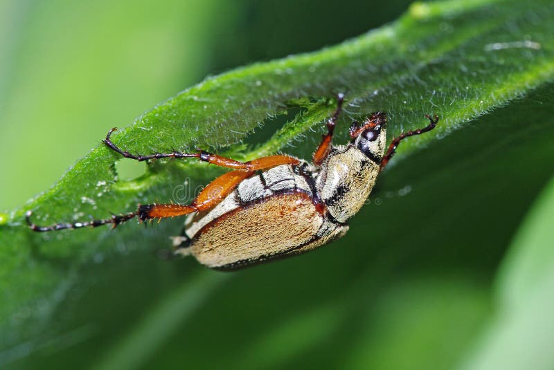 Rose Chafer, Cetonia Aurata Stock Photo - Image of background, dewy ...