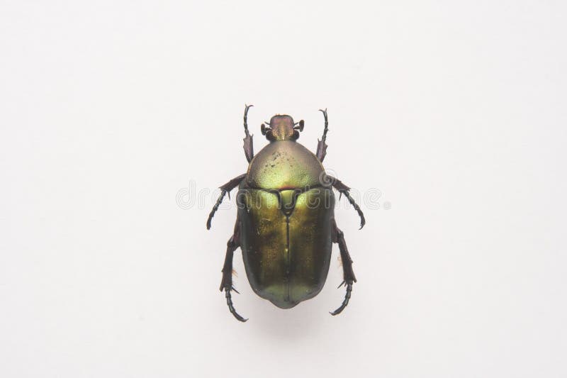 Rose chafer stock photo. Image of potosia, gold, rose, scarabaeidae ...
