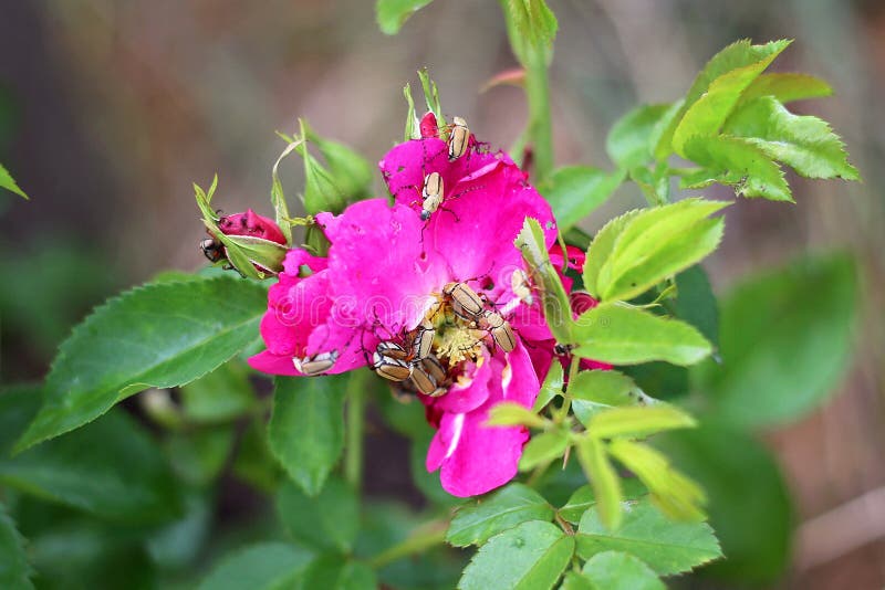 Rose Chafer Beetle Infestation Destructiva En John Cabot Shrub R Imagen ...