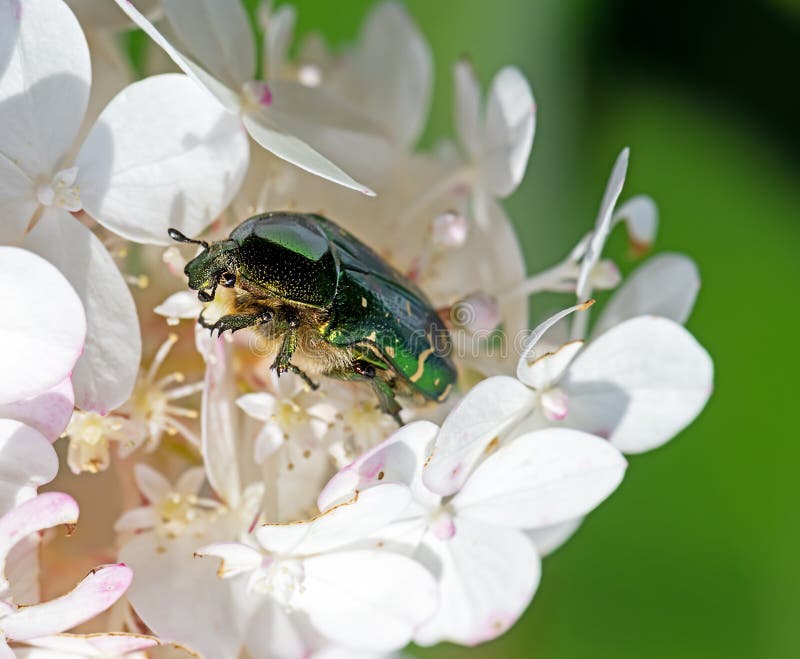 Rose Chafer Bug in a Flower Blossom Stock Image - Image of wildlife ...