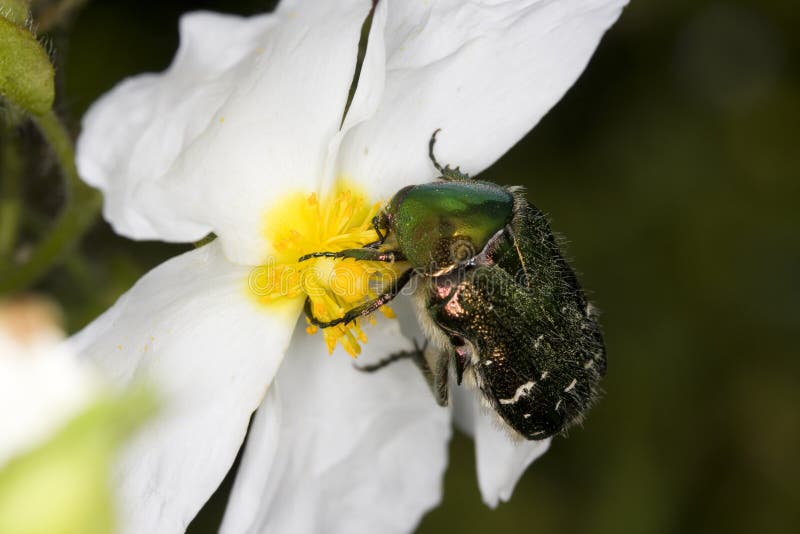Rose Chafer on flower stock photo. Image of green, macro - 15243250