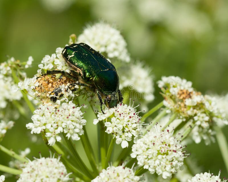 Rose Chafer Larva. Close Up of the Insect Stock Photo - Image of white ...