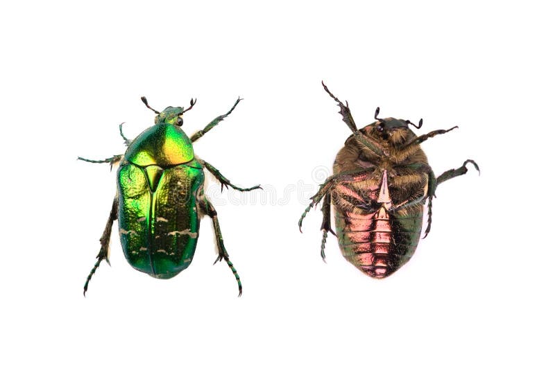 Ladybug, Coccinella Septempunctata. Life Cycle Stock Photo - Image of ...