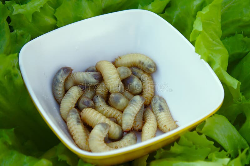 Rose Chafer Larvae in a Bowl on Salad Stock Image - Image of larvae ...