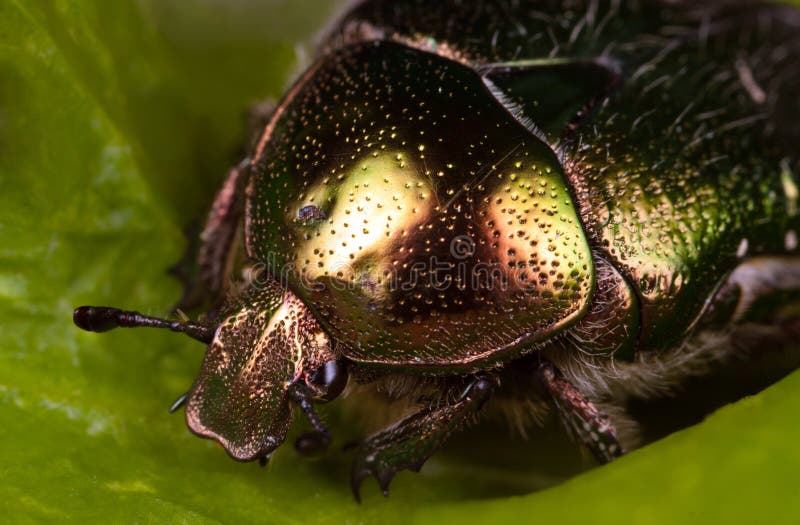 Rose chafer stock image. Image of beetle, small, green - 94478573