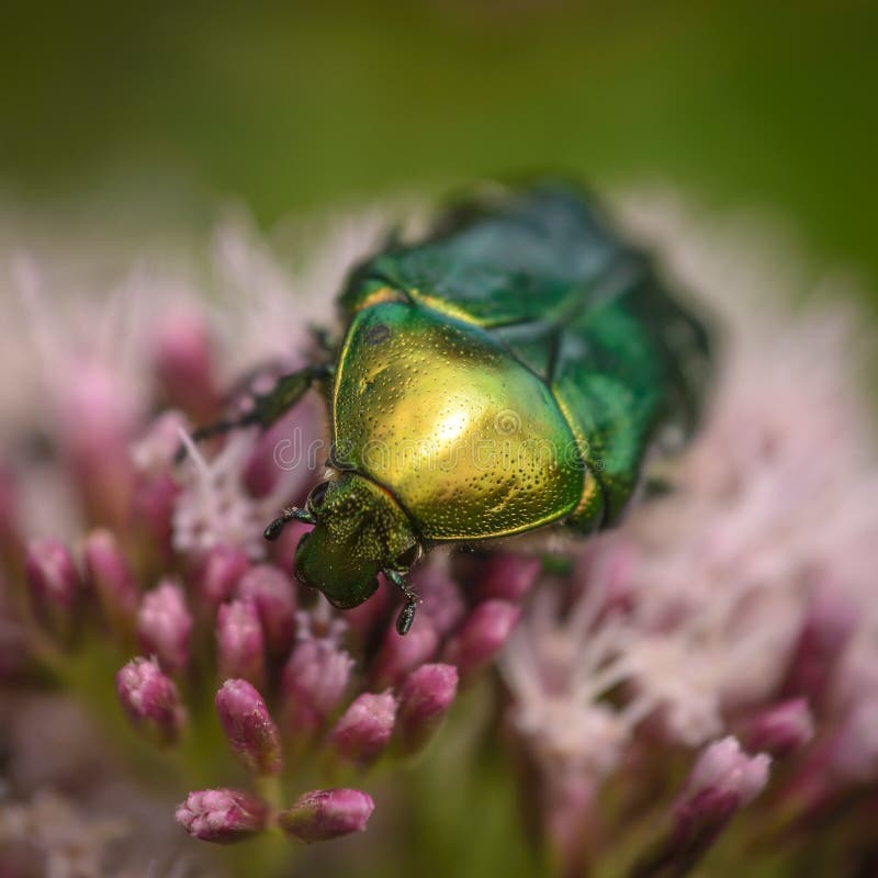 Rose chafer stock image. Image of beetle, aurata, insect - 42893747