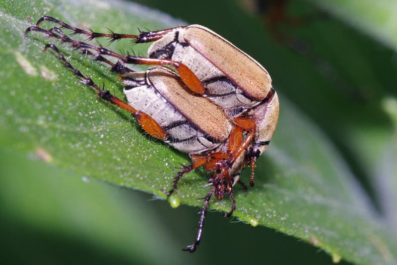 Rose Chafers Preparing To Mate Stock Photo - Image of ontario, weed ...