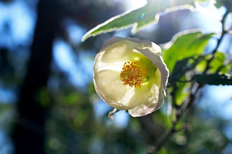 Rose Cherokee, Parc De Balboa De San Diego Image stock - Image du fleur ...