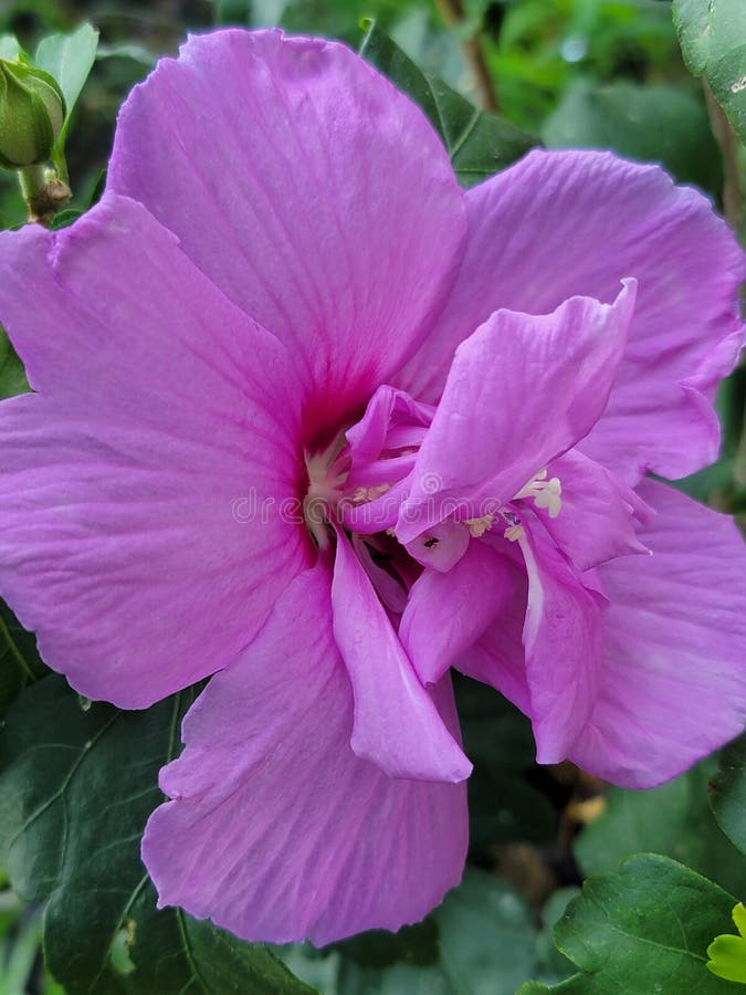 Rose of cheron stock photo. Image of shrub, wildflower - 250031146