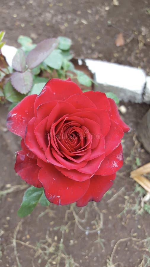 Rose stock image. Image of symbol, rose, shot, love, clean - 84061301