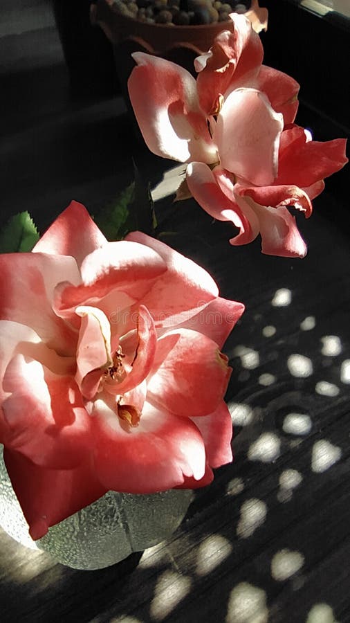 Attractive Flower Colors, Perspective and Color, Rose Above the White ...