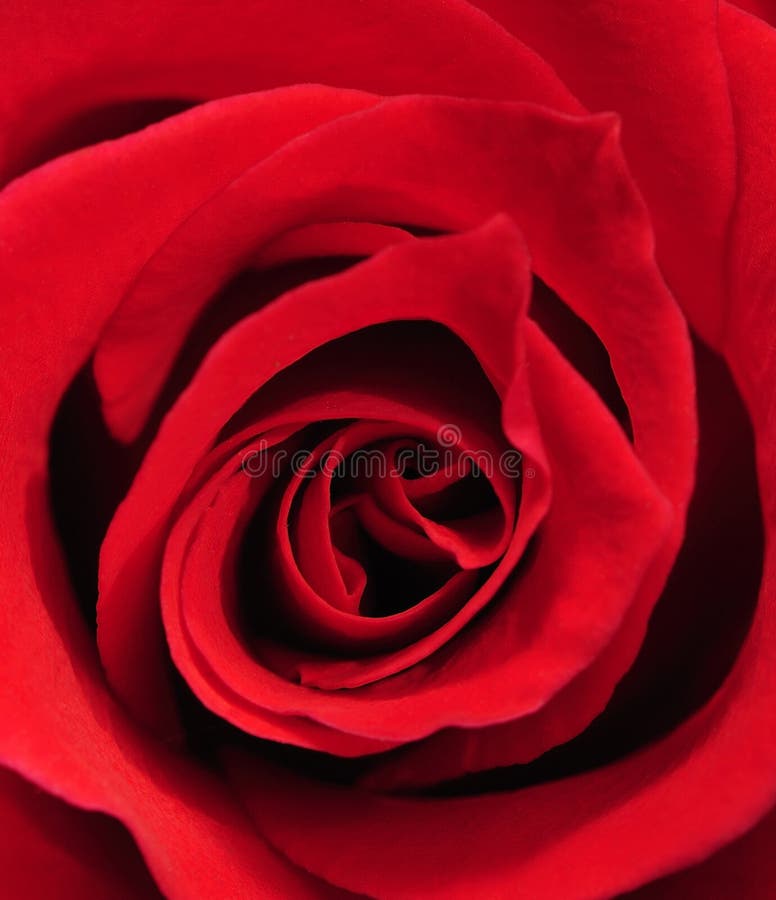 Rose Close-up stock photo. Image of bouquet, color, delicate - 10401678