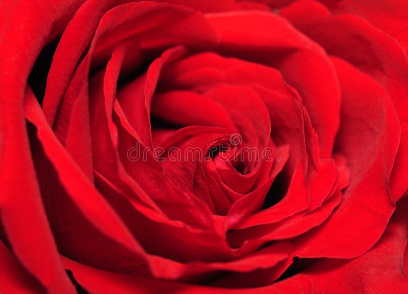 Rose Close-up stock image. Image of bouquet, growth, freshness - 10405603