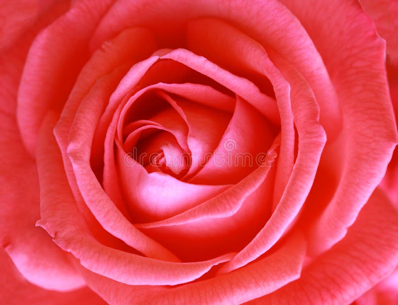 Rose Close-up stock image. Image of floral, petals, special - 4785805