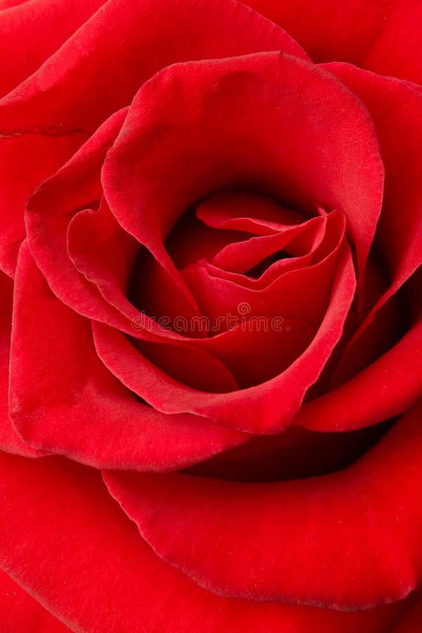 Rose on close up stock image. Image of flowers, petal - 6909229