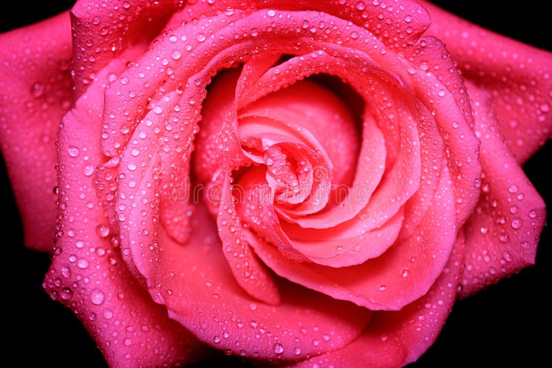 Rose close-up stock image. Image of blossom, drop, fresh - 9731783