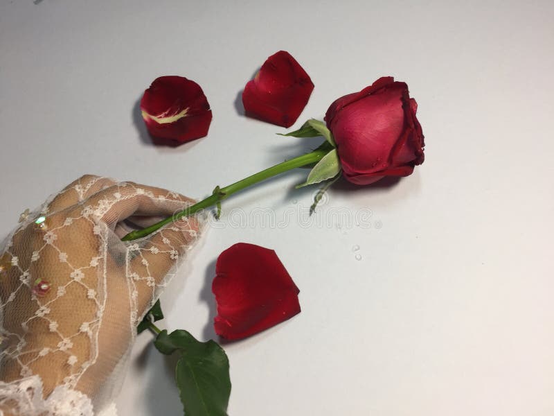 176 Hand Picking Rose Stock Photos - Free & Royalty-Free Stock Photos ...