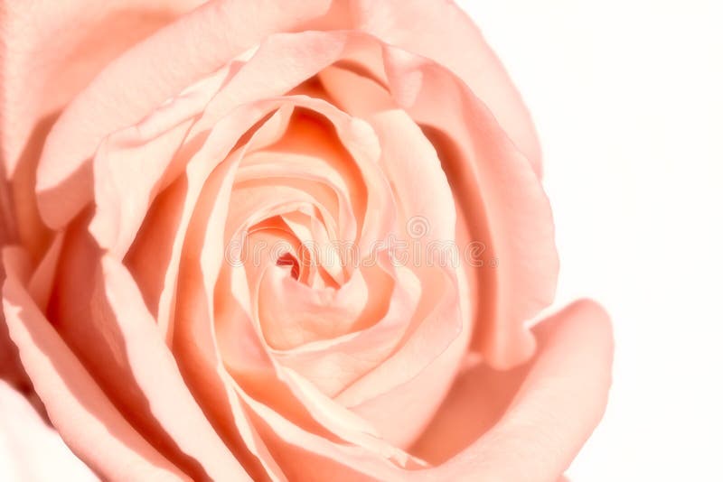 Pink Rose stock photo. Image of plant, romantic, single - 30668574