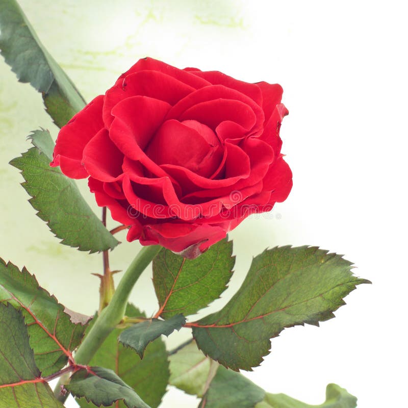 Rose close-up. Red Rose stock image. Image of gift, domestic - 143280739
