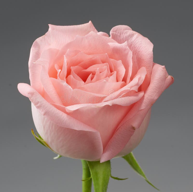 Rose close-up shot stock photo. Image of close, color - 276868438