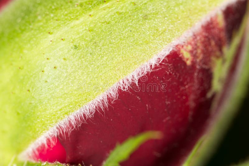Red Rose Closed and Open Buds on Green Leaves Background Stock Image ...