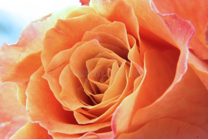 Yellow Red Orange Rose Petals Stock Image - Image of yellow, pretty ...