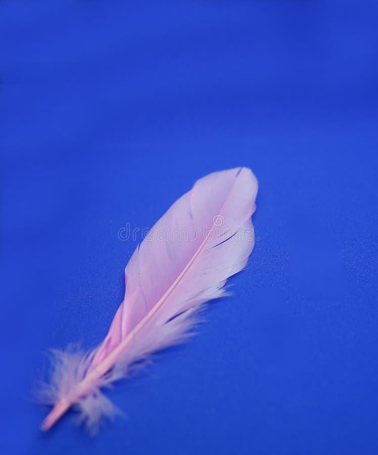 Rose closeup feather stock image. Image of perfection - 299668171