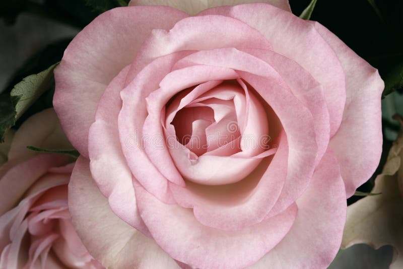 Rose stock image. Image of blossom, nature, bloom, natural - 52180453