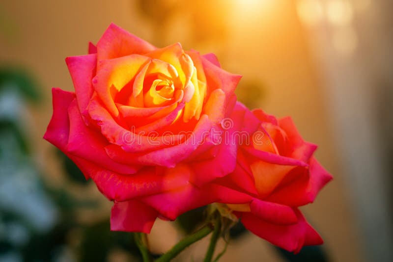 Rose Closeup in the Rays of the Setting Sun Stock Image - Image of ...