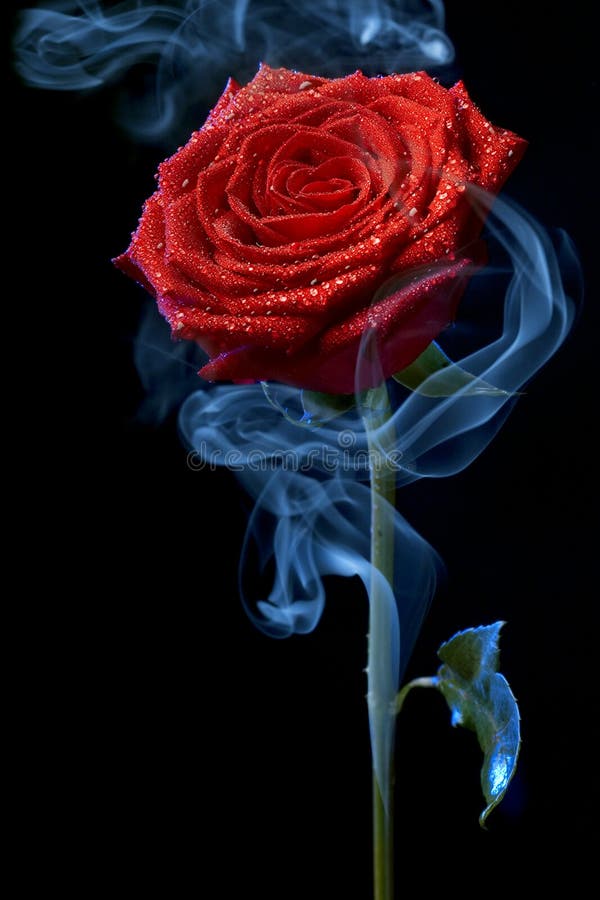 Rose in clouds of smoke stock photo. Image of nature, bloom - 8586664