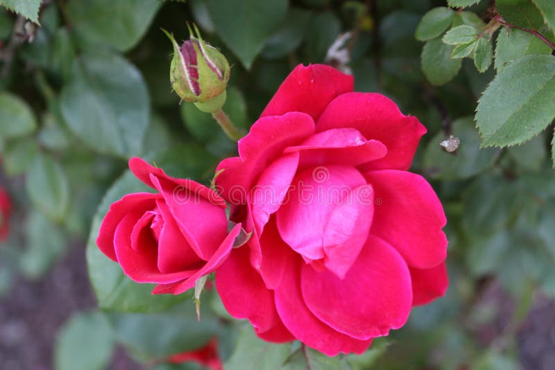 Rose cluster stock photo. Image of rose, pink, roses - 147776192