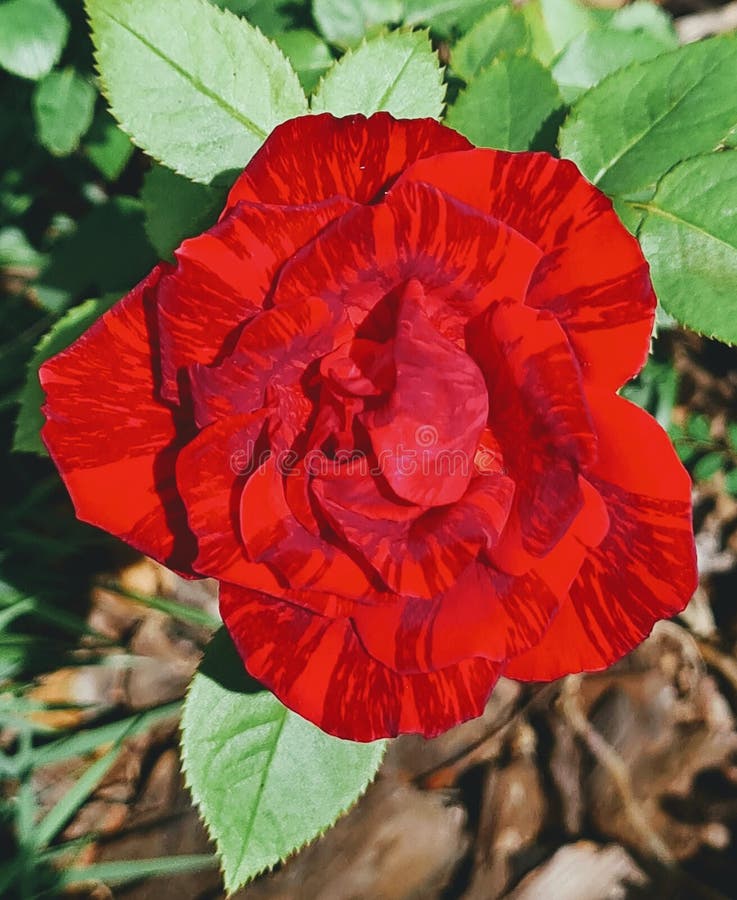 Rose, ColÃ´mbia, Flower, Red, Brazil Stock Photo - Image of flower ...