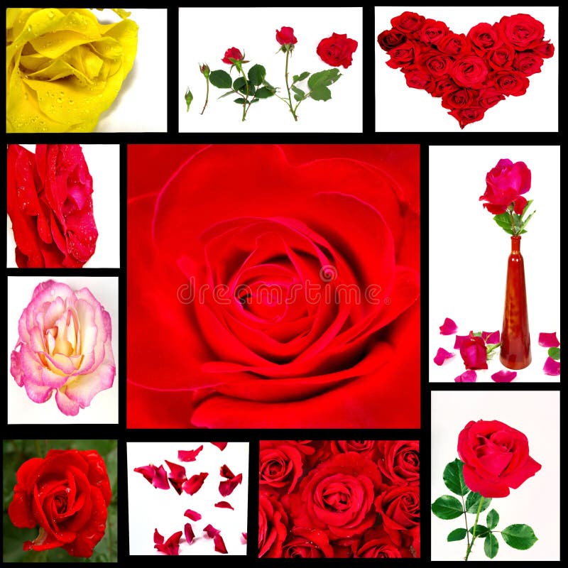 Rose collection stock photo. Image of bloom, design, beauty - 92830226