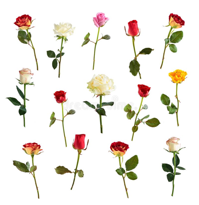 Rose collection stock photo. Image of bloom, design, beauty - 92830226