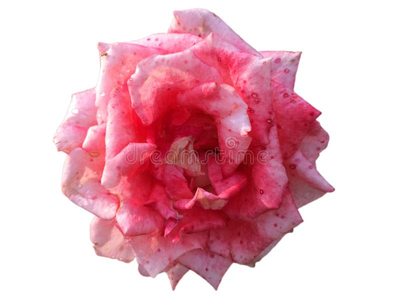 Rose Color Rose Flower Head Top View Isolated on White Stock Photo ...