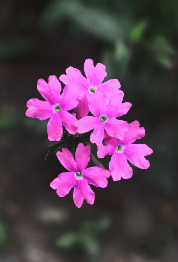 Rose Color rare flower stock photo. Image of color, rose - 163418300