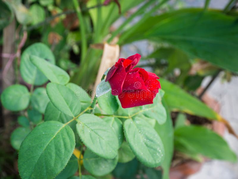 Rose color red stock photo. Image of decoration, beautiful - 63833784