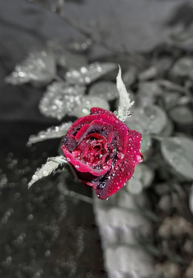 Rose stock photo. Image of waterdrop, blackrose, blackandwhite - 96014604